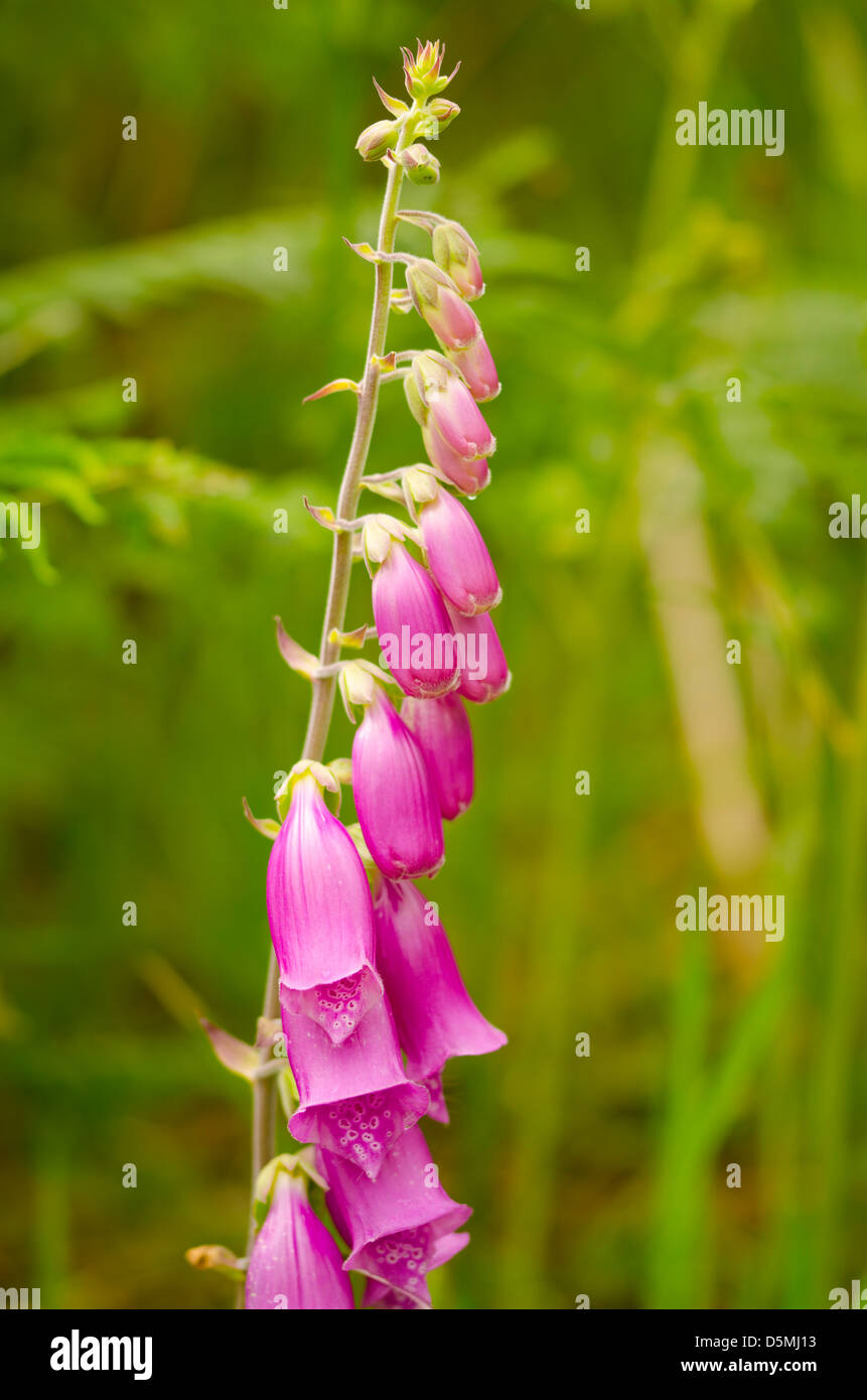 Digitale de digitale pourpre Banque de photographies et d’images à ...