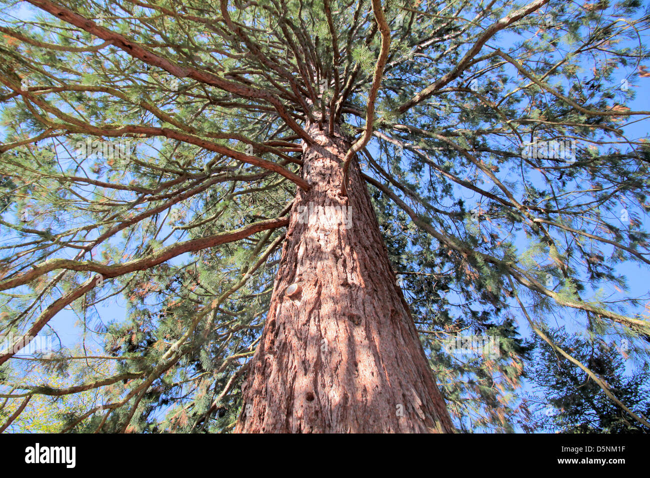 Sequoia tree Banque de photographies et d’images à haute résolution - Alamy