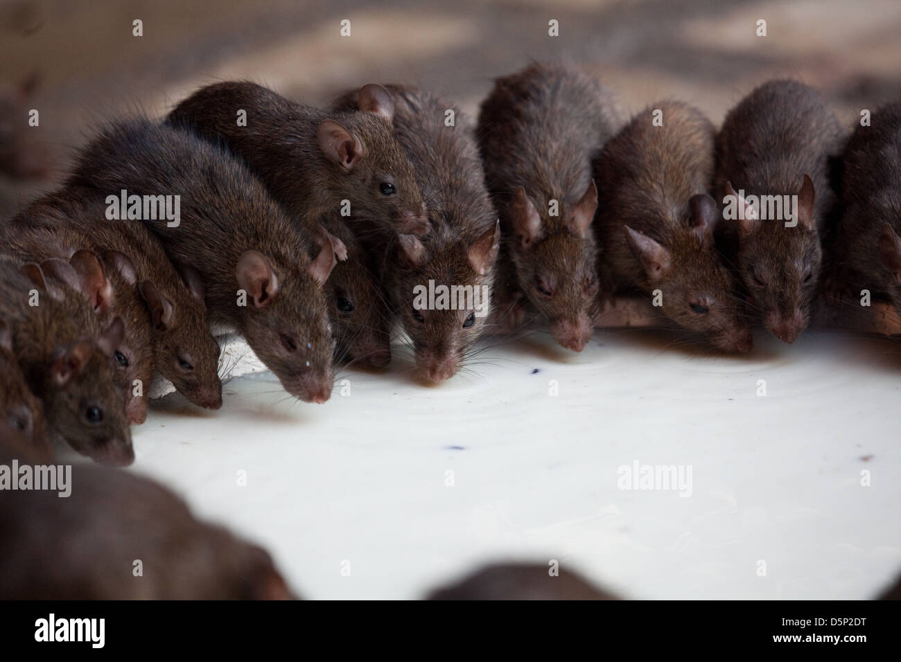 Temple de rat karni mata Banque de photographies et d’images à haute ...