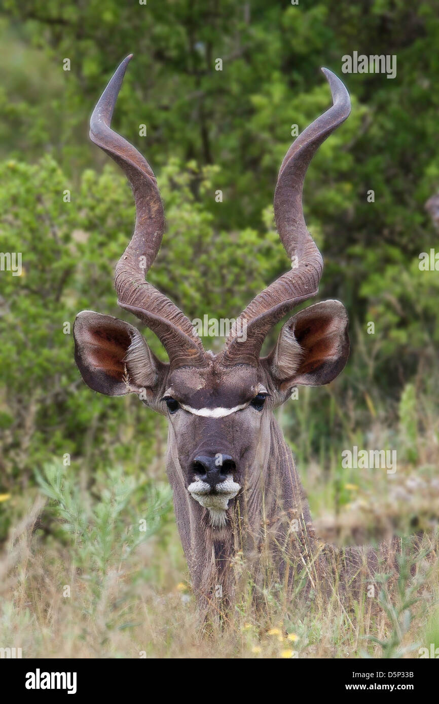 Antilope grand koudou africaine Banque de photographies et d’images à ...