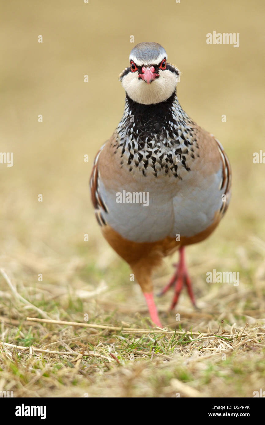 Jambe rouge Banque de photographies et d’images à haute résolution - Alamy