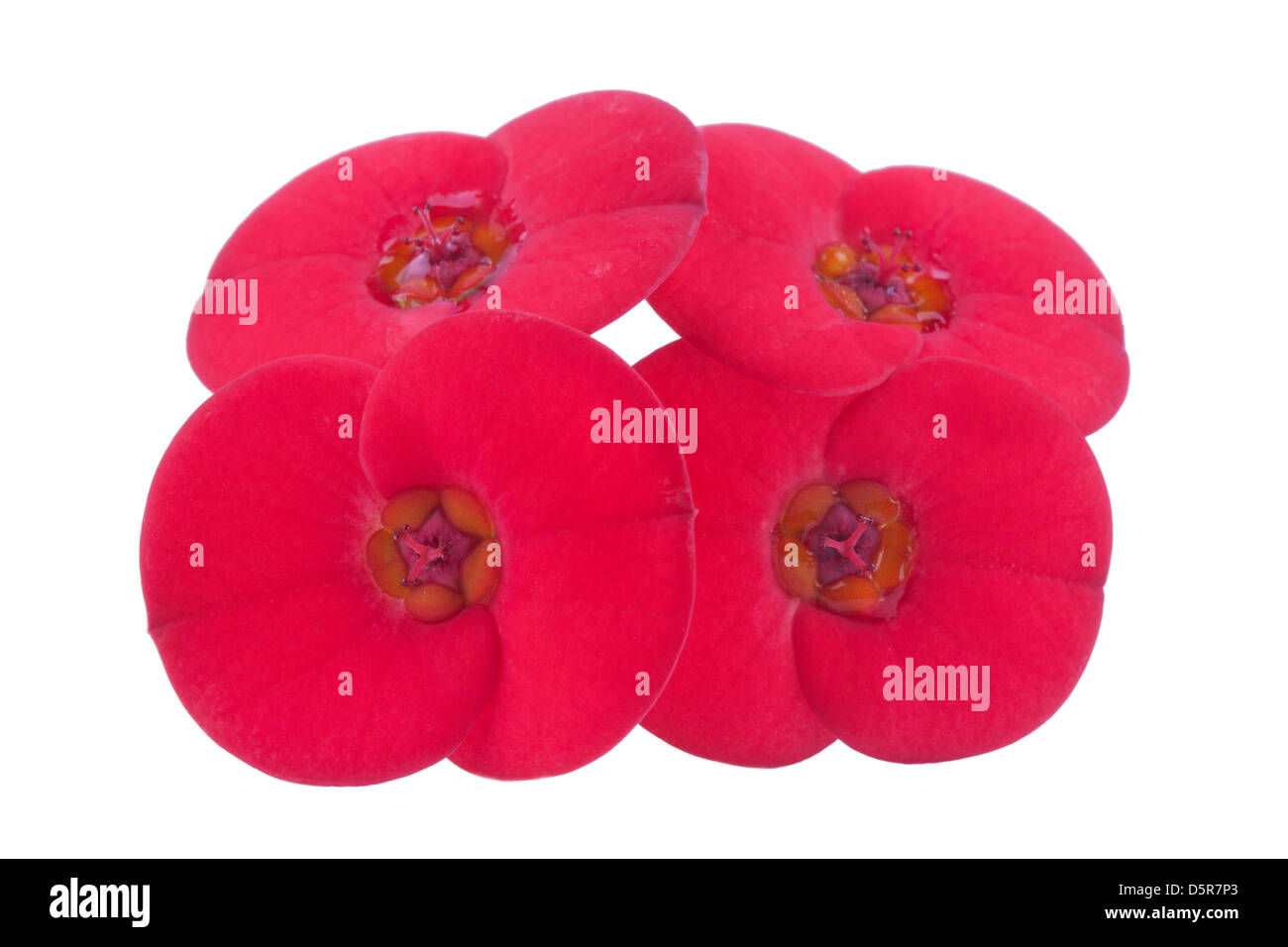 Tournesol rouge Banque d'images détourées - Alamy