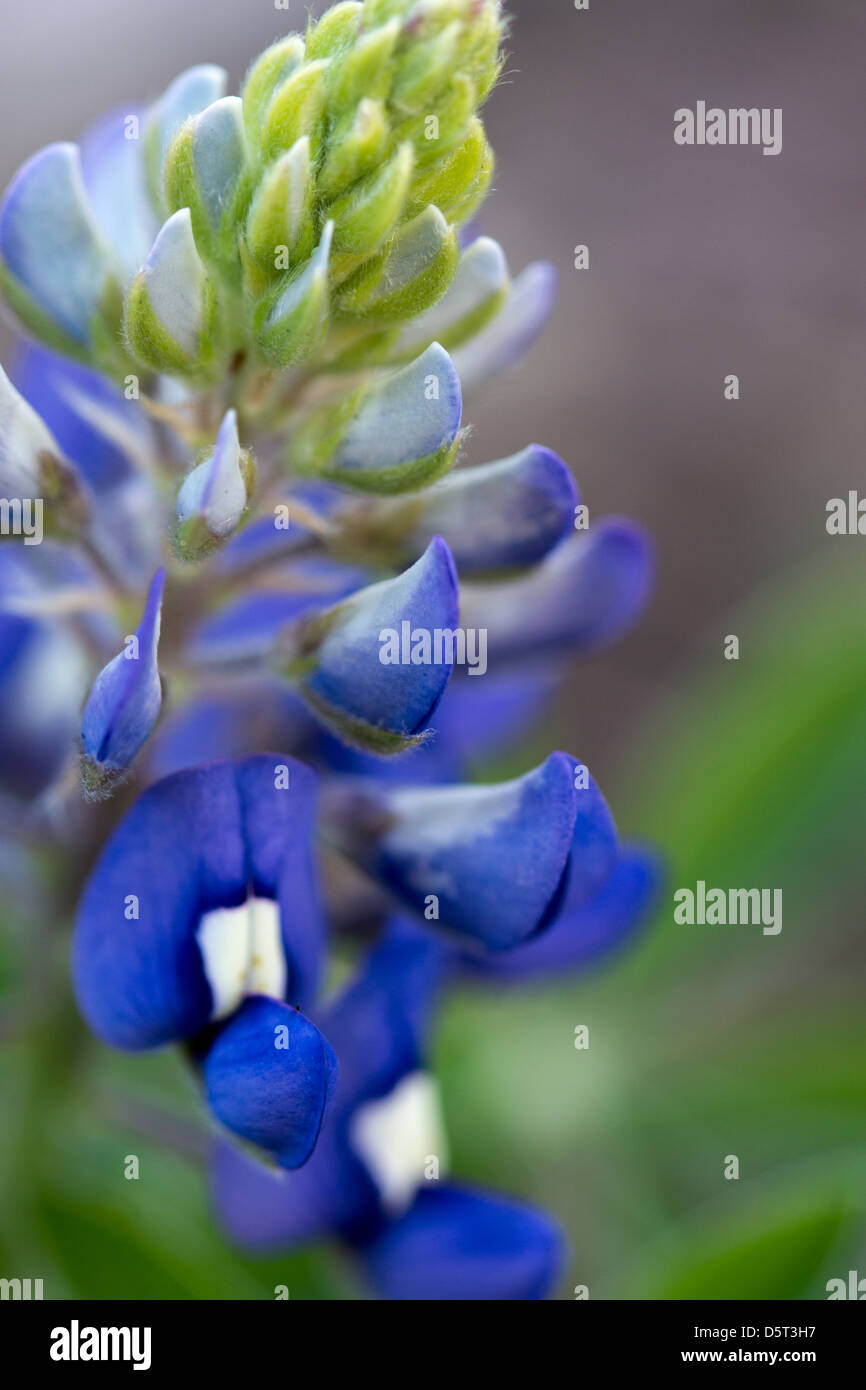 Lupines texensis Banque de photographies et d’images à haute résolution ...