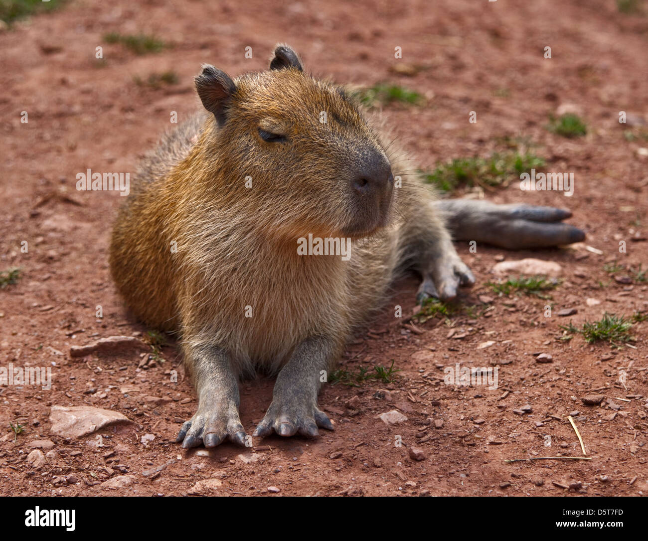 Le capybara Banque de photographies et d’images à haute résolution - Alamy