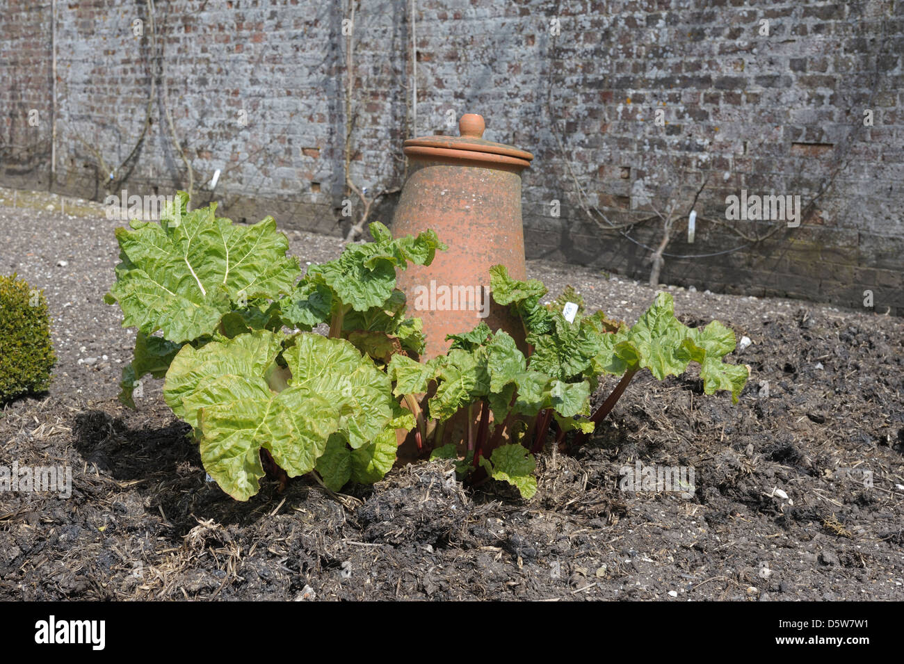 La RHUBARBE Rheum rhabarbarum / cloches de l'ancienne et de la rhubarbe ...