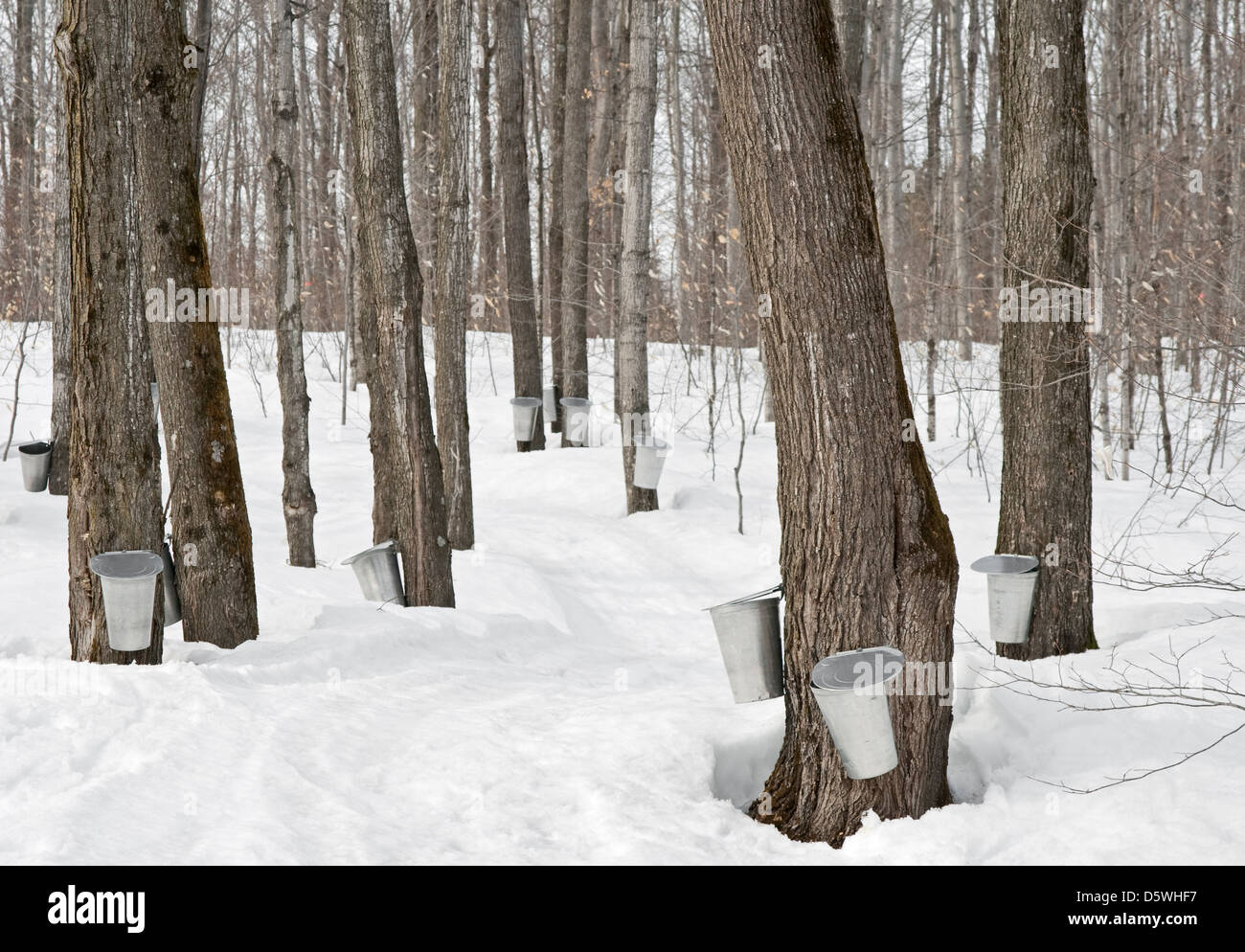 La production de sirop d'érable traditionnel au Québec, Canada Photo ...