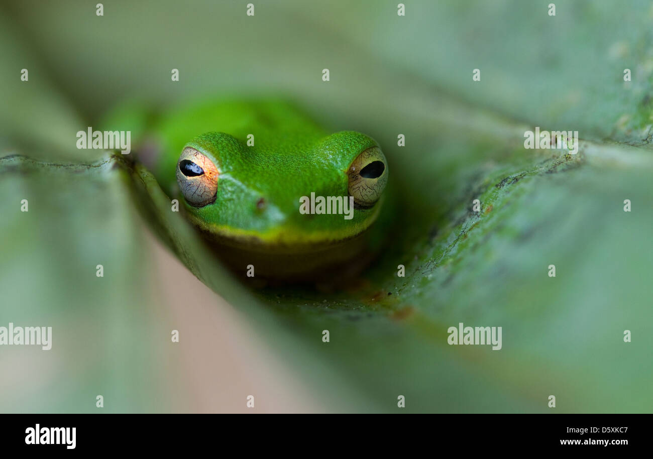 Grenouille arboricole Banque de photographies et d’images à haute ...