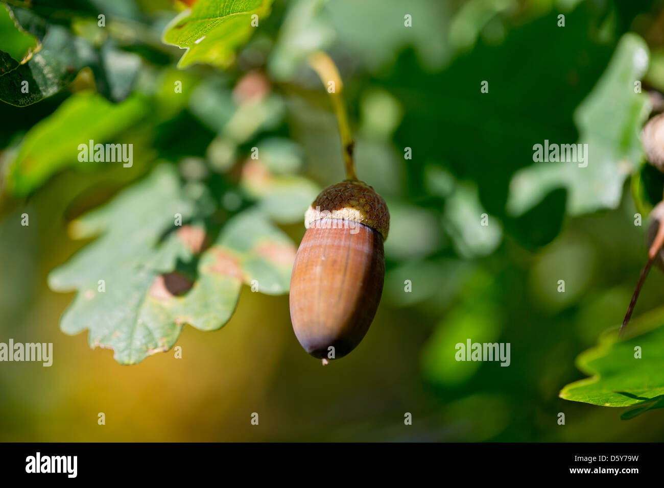 Fruit gland Banque de photographies et d’images à haute résolution - Alamy