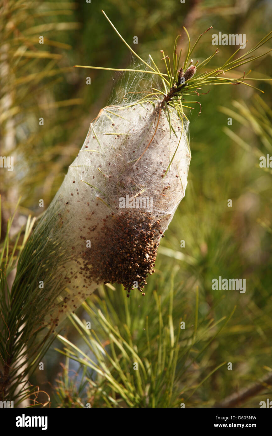 Le cocon-comme nid de chenilles la chenille processionnaire du pin ...