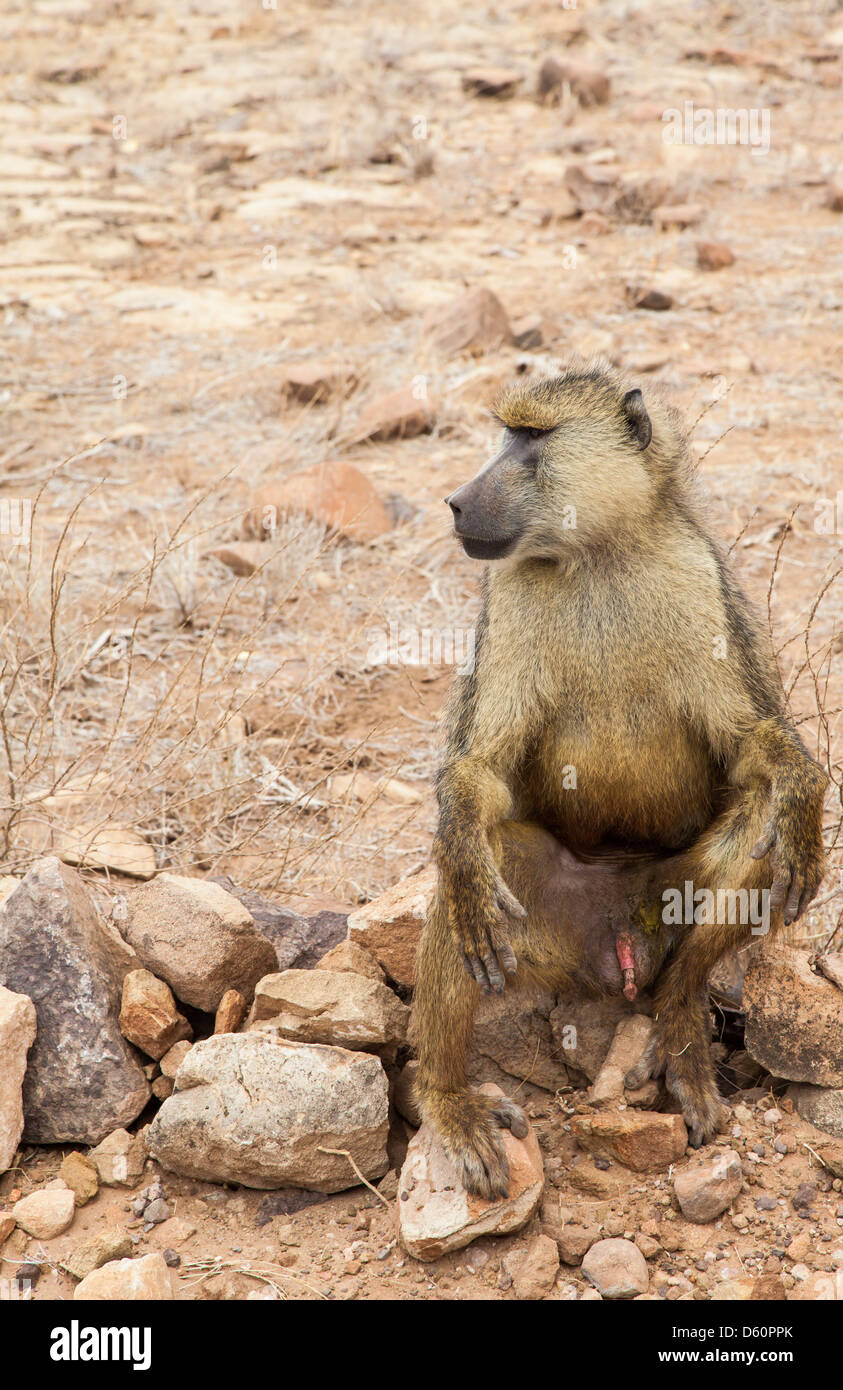 Babouin babouin cynocephalus babuin Banque de photographies et d’images ...