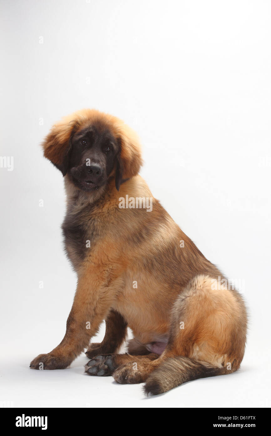 Leonberger puppy Banque de photographies et d’images à haute résolution ...