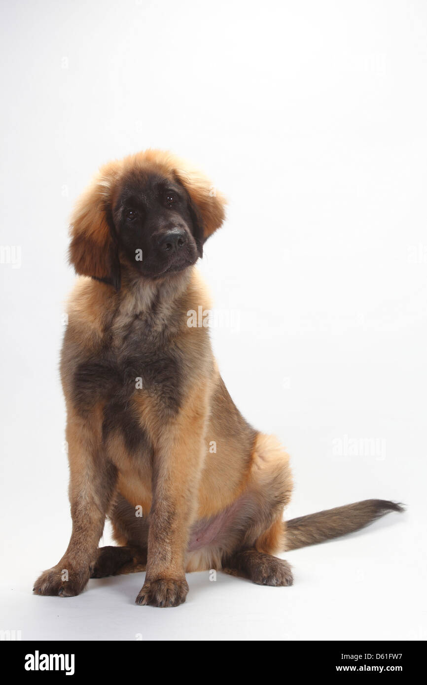 Leonberger puppy Banque de photographies et d’images à haute résolution ...