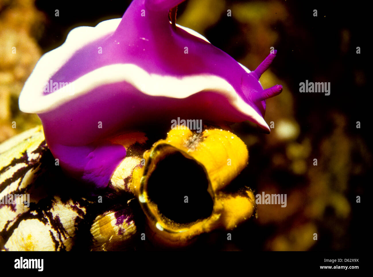 ,Nudibranche Chromodoris bullocki Sipadan Nov 1990,glisser sous l'eau ...