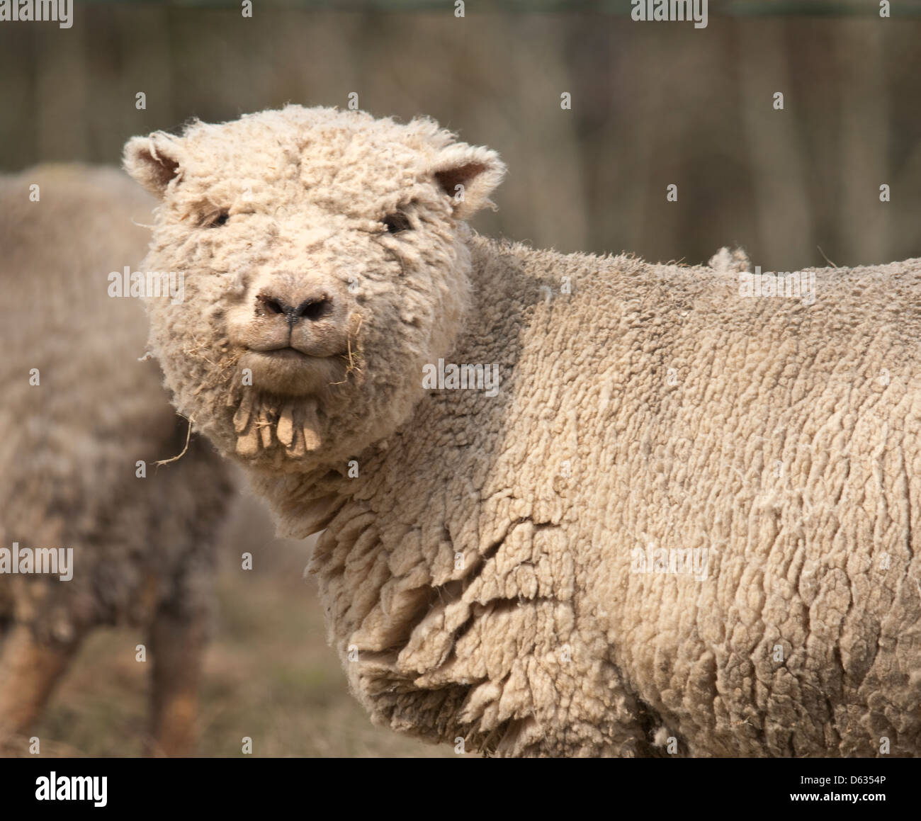 Southdown moutons Banque de photographies et d’images à haute ...