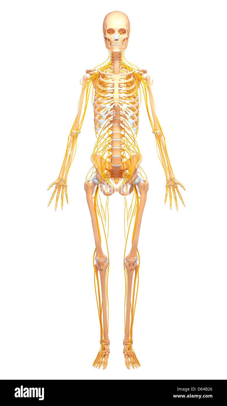 Anatomie du bassin humain Banque de photographies et d’images à haute ...