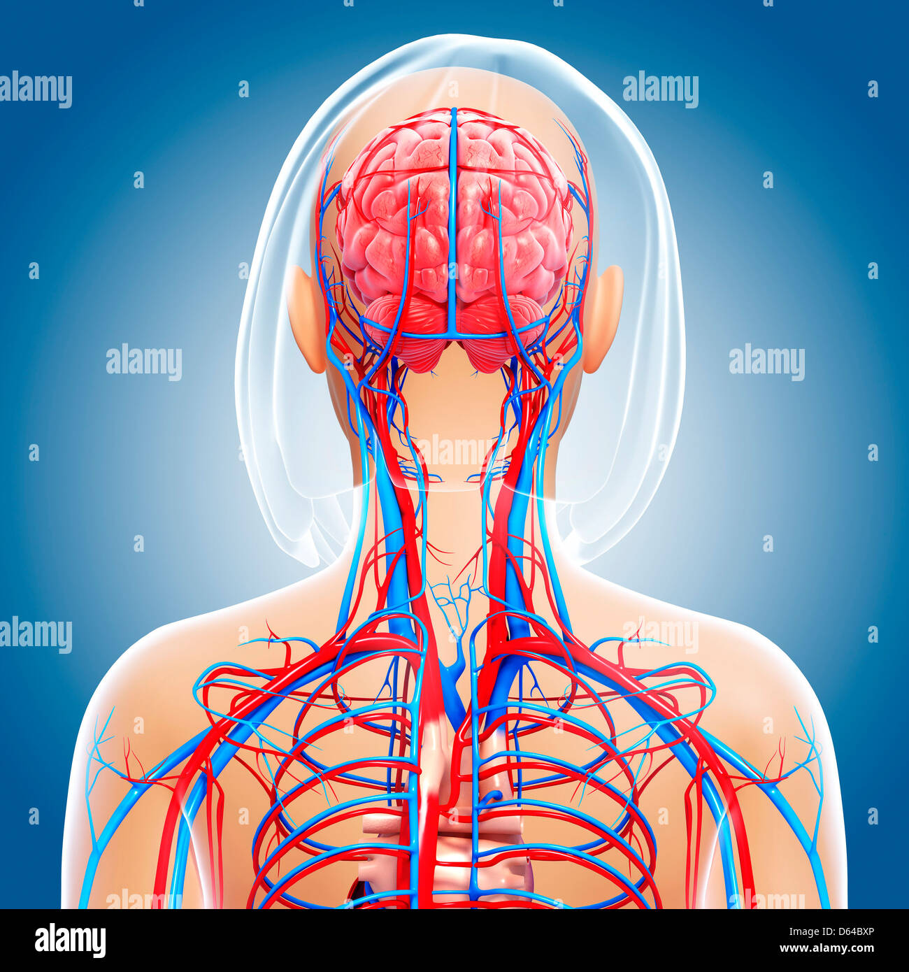 La carotide anatomie Banque de photographies et d’images à haute ...