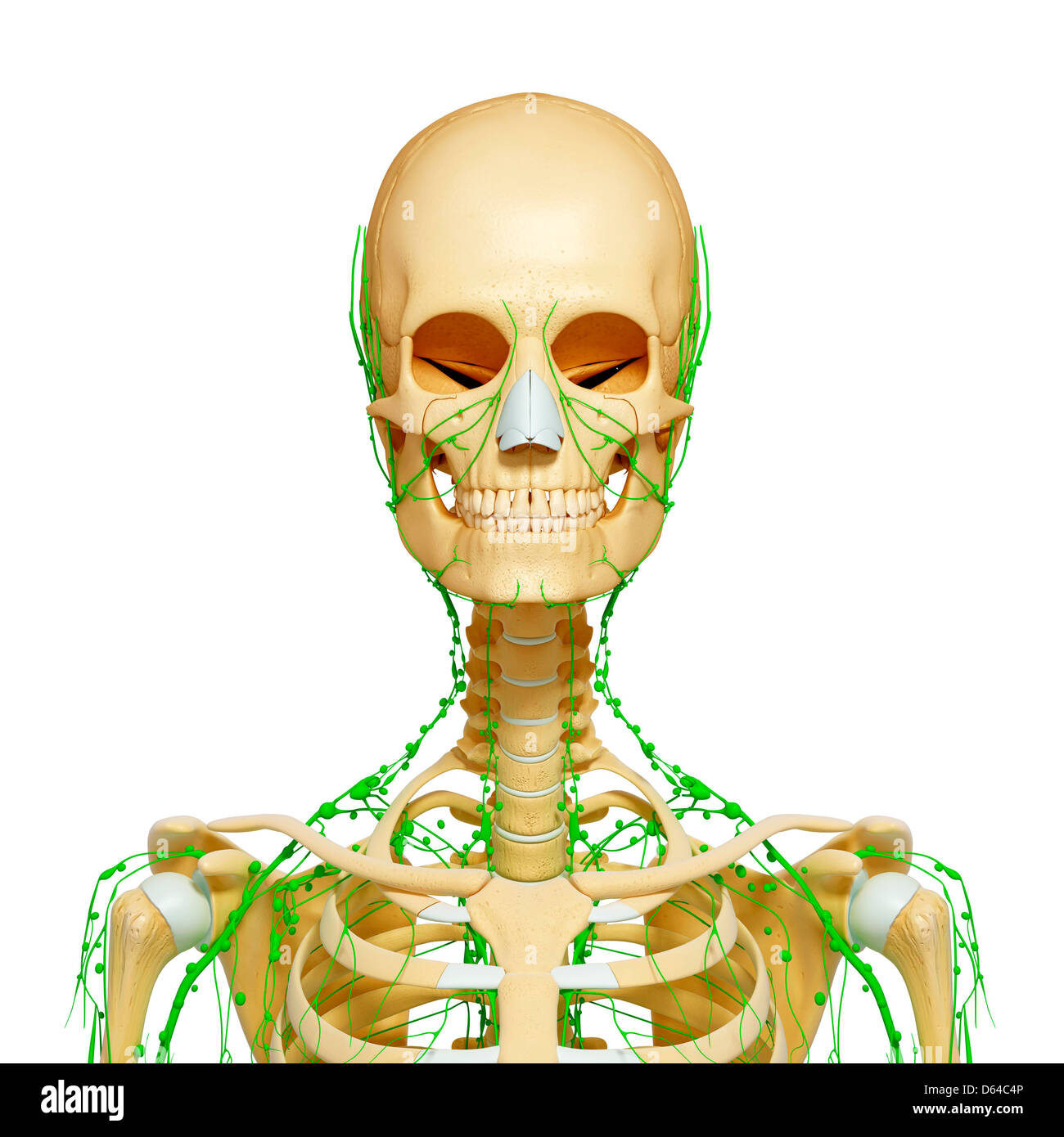 Nez humain anatomy Banque de photographies et d’images à haute ...