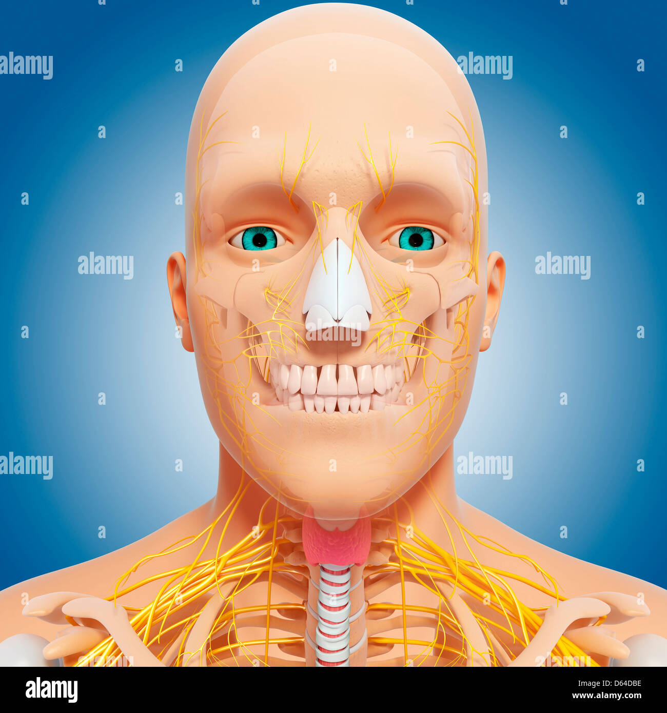 Anatomie tete Banque de photographies et d’images à haute résolution ...