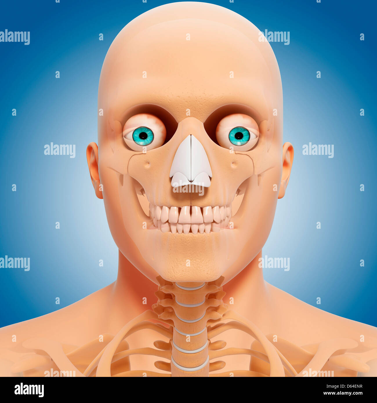 Head anatomy Banque de photographies et d’images à haute résolution - Alamy