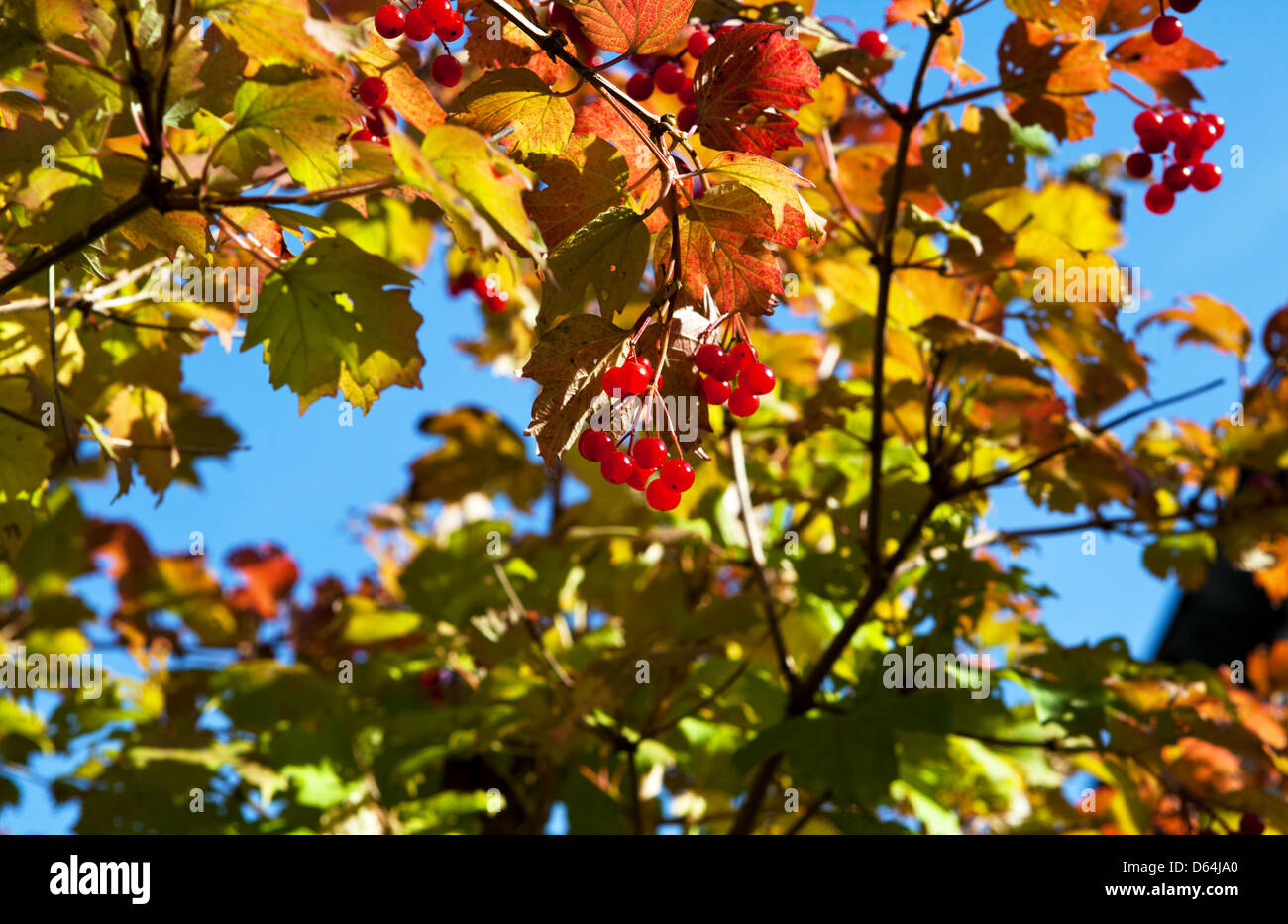 Viburnum opulus fruits Banque de photographies et d’images à haute ...