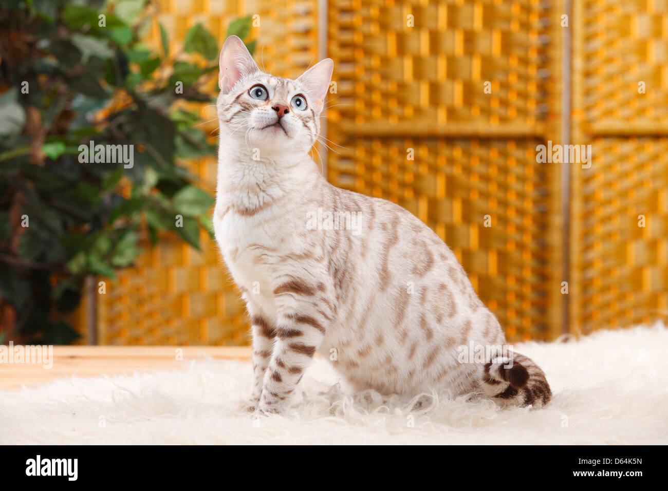 Bengal cat snow bengal bengalkatze Banque de photographies et d’images ...