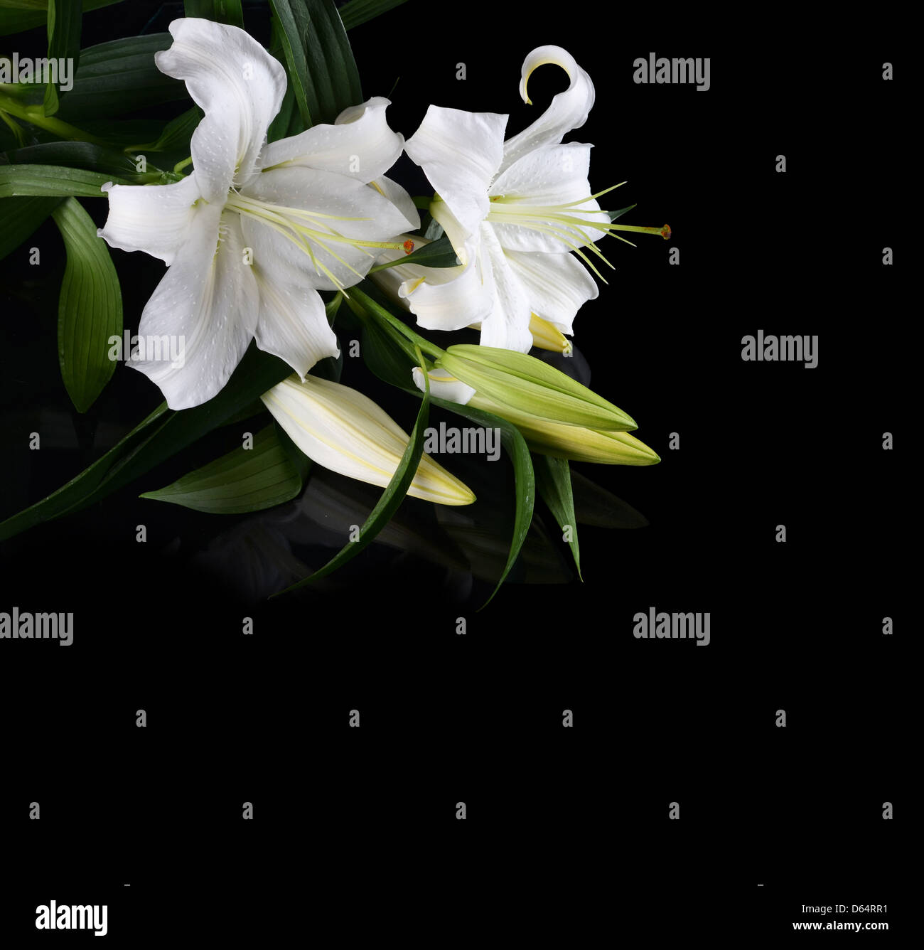 Lys noir Banque de photographies et d’images à haute résolution - Alamy