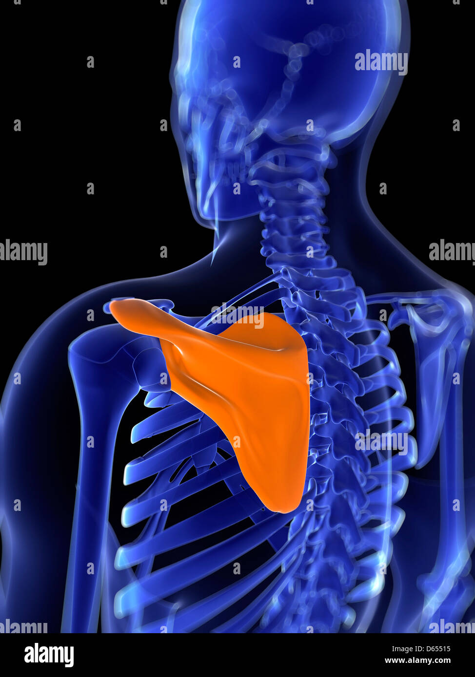 Normal shoulder x ray Banque de photographies et d’images à haute ...