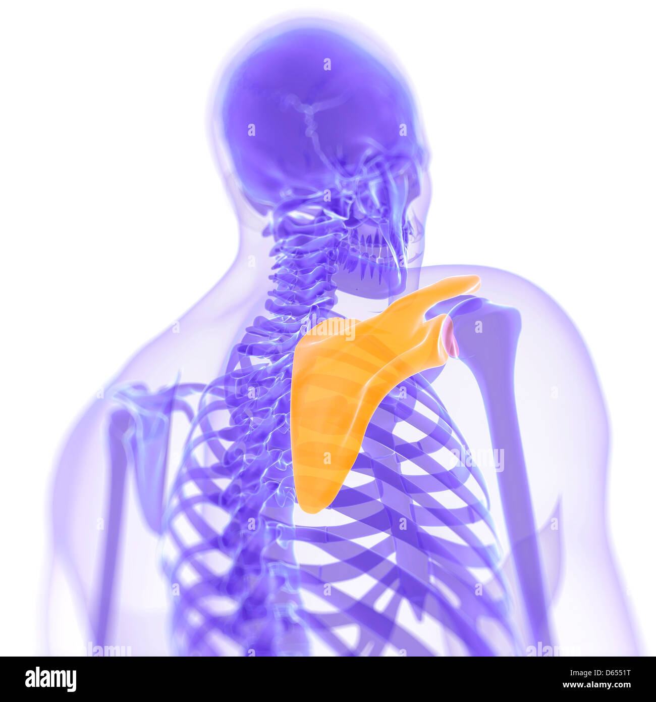 Clavicule ou omoplate Banque de photographies et d’images à haute ...