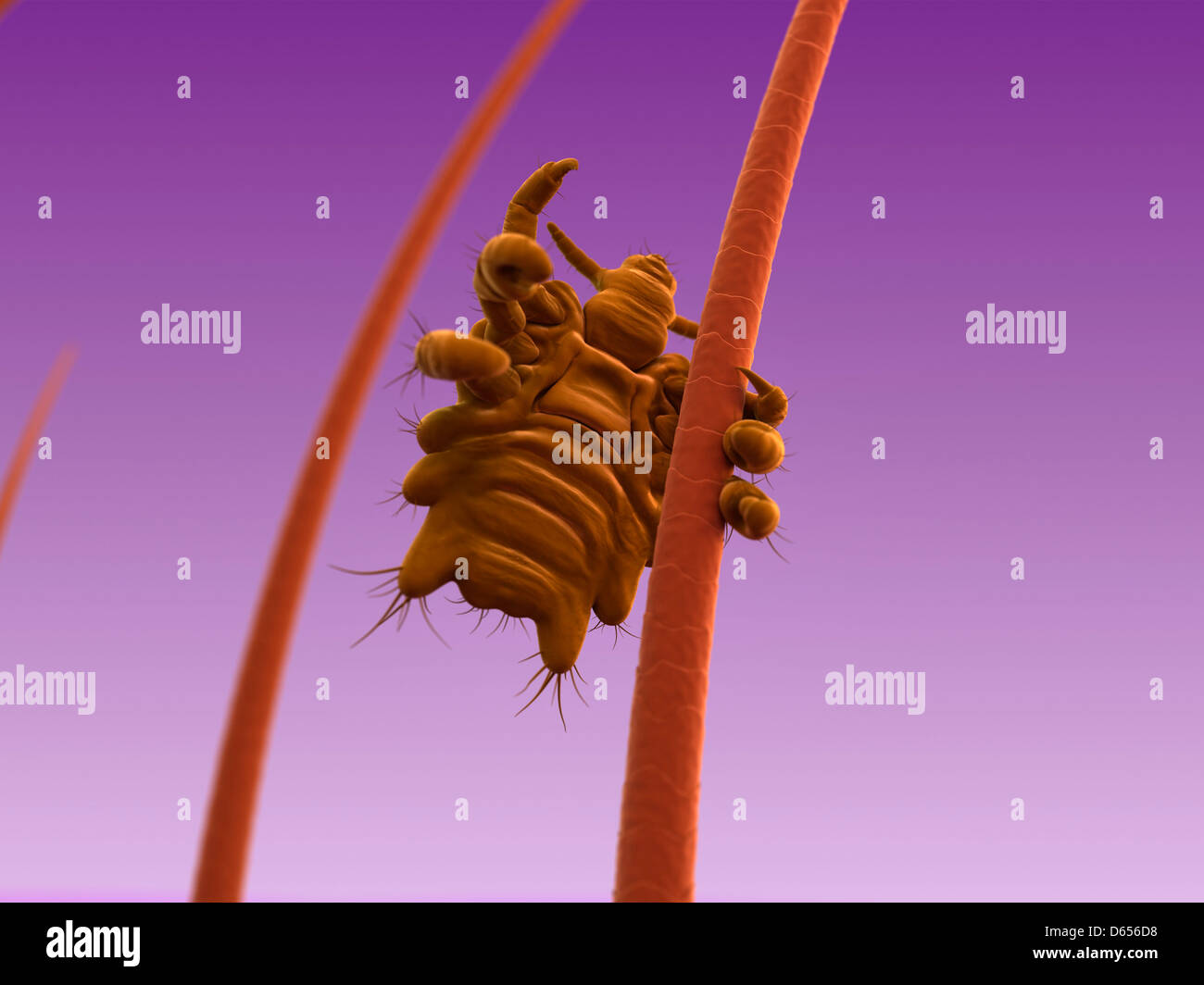 Pou pubien, artwork Photo Stock - Alamy