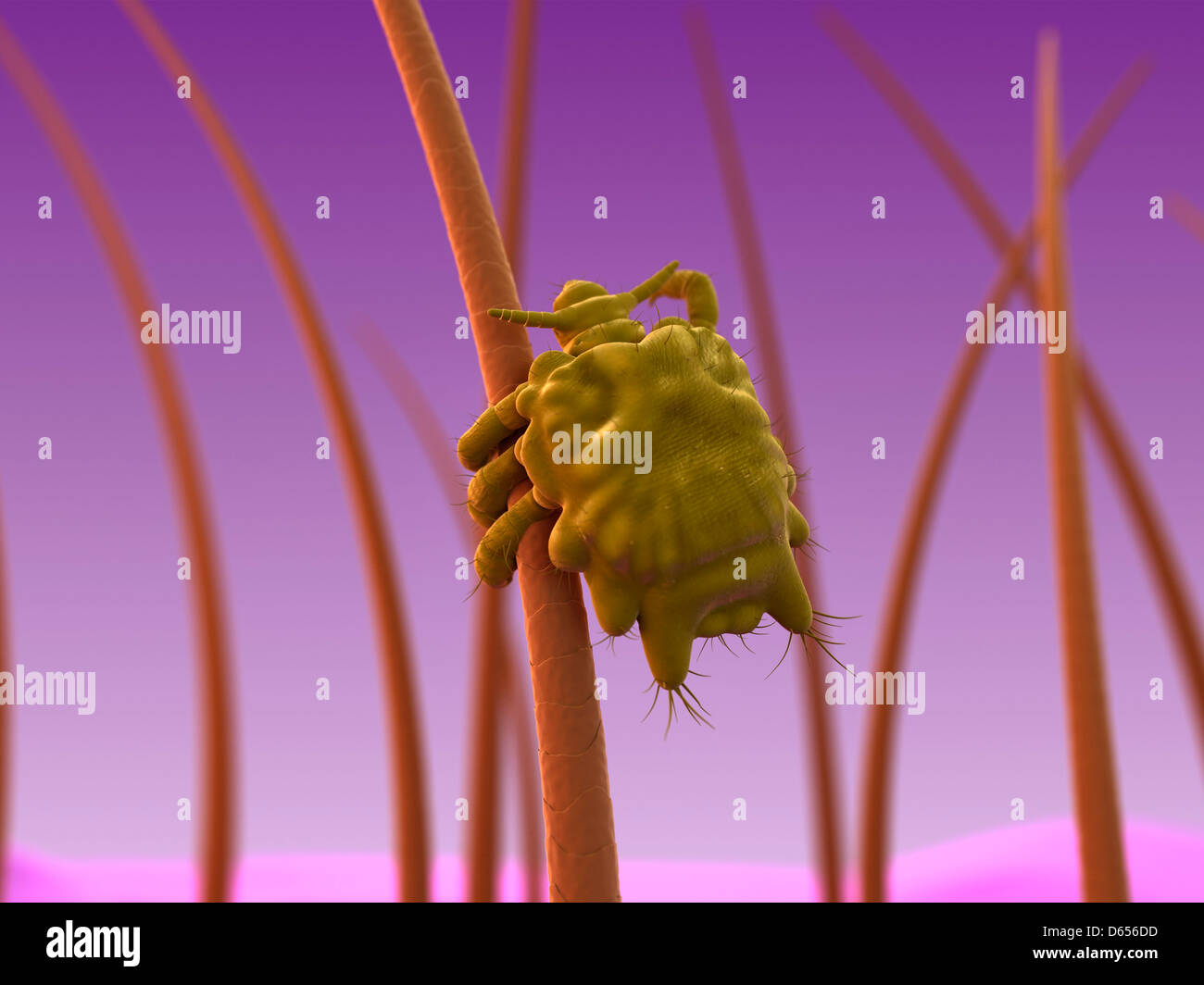 Pou pubien, artwork Photo Stock - Alamy