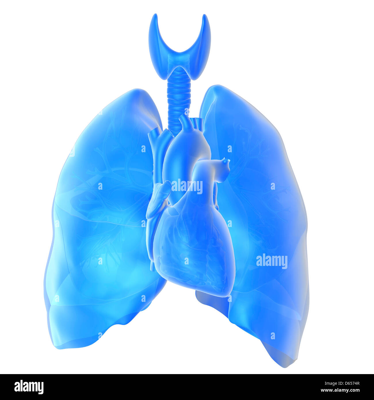 Coeur et poumons Banque de photographies et d’images à haute résolution ...