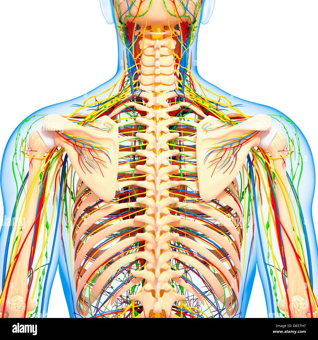 épaule anatomie Banque de photographies et d’images à haute résolution ...