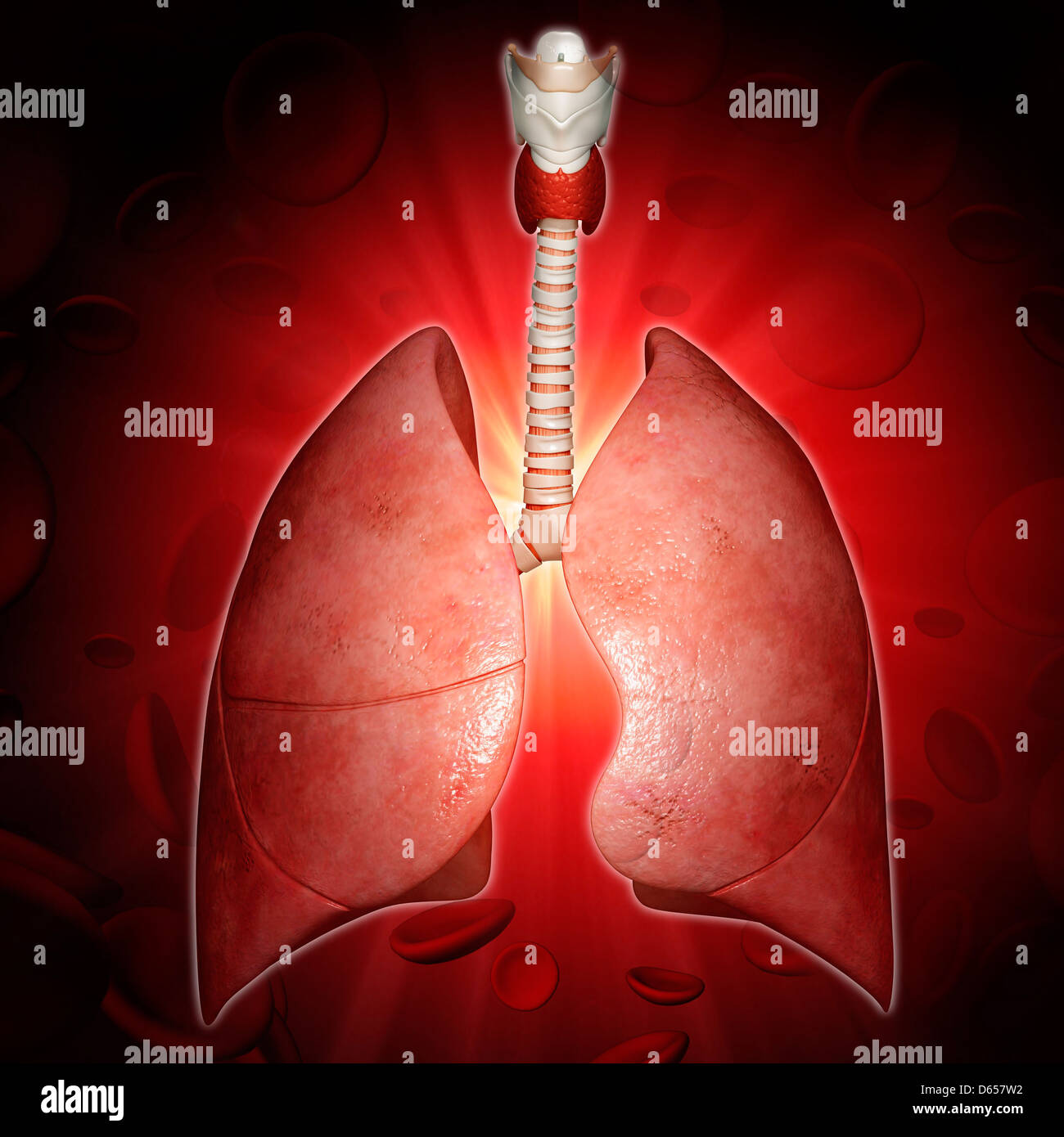 Appareil Respiratoire Anatomie Banque d'image et photos - Alamy