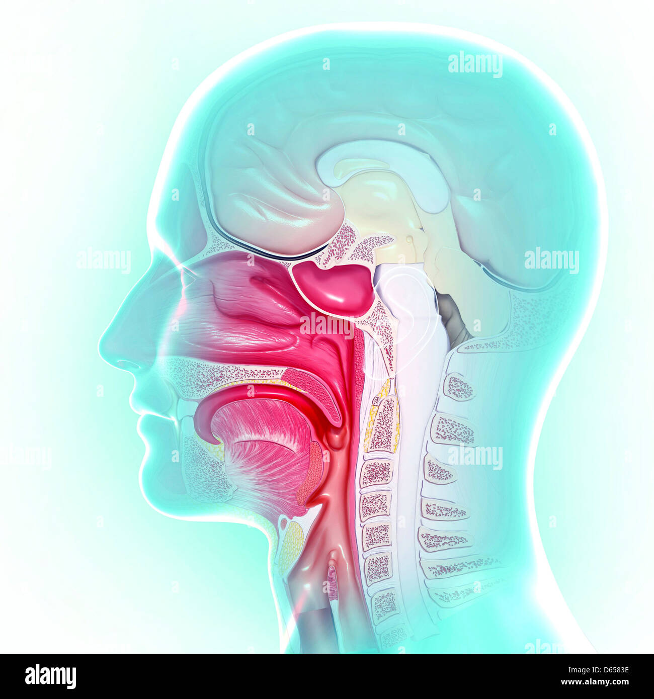 Anatomie de la langue Banque de photographies et d’images à haute ...