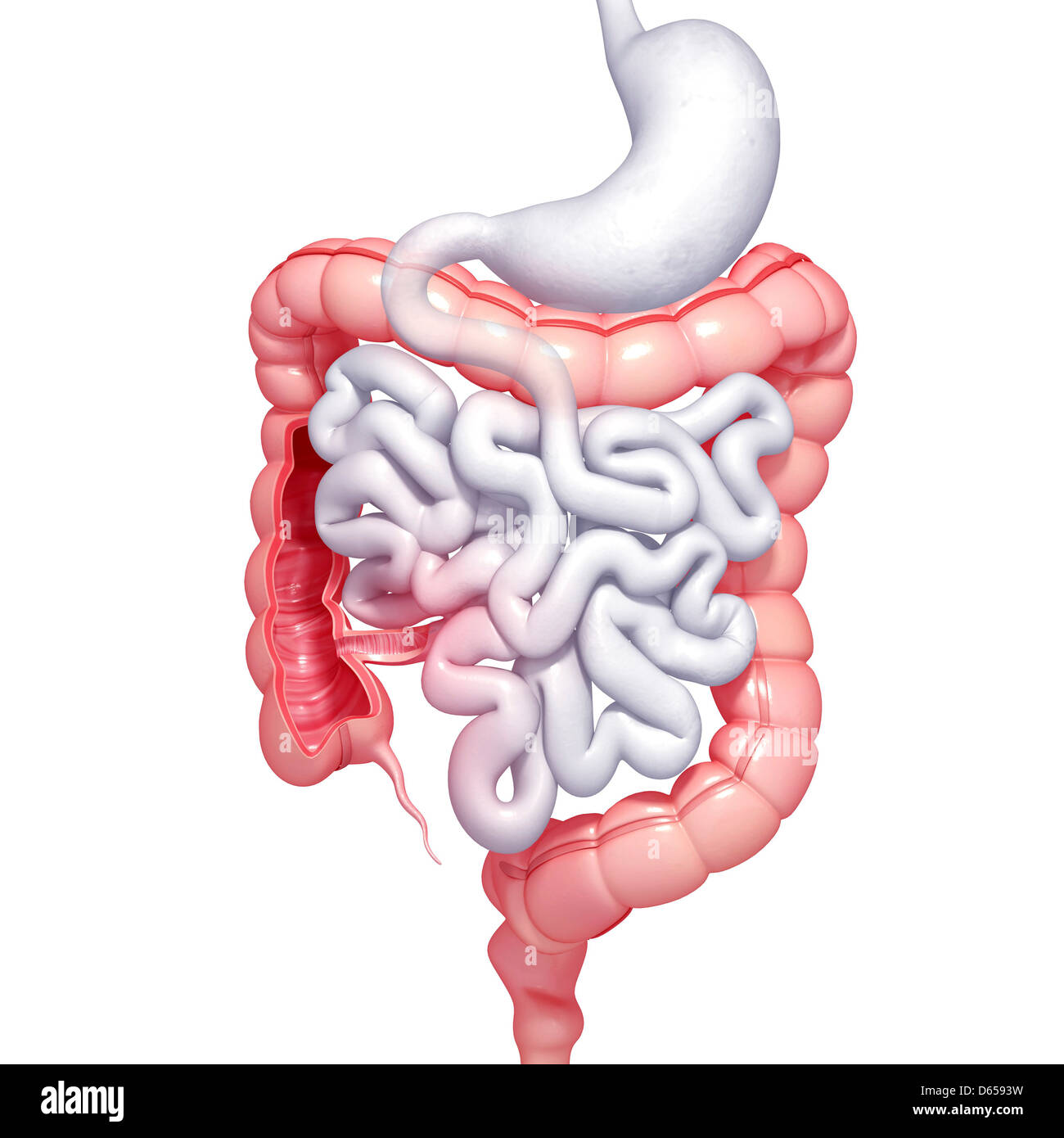 Anatomy of the large intestines Banque de photographies et d’images à ...