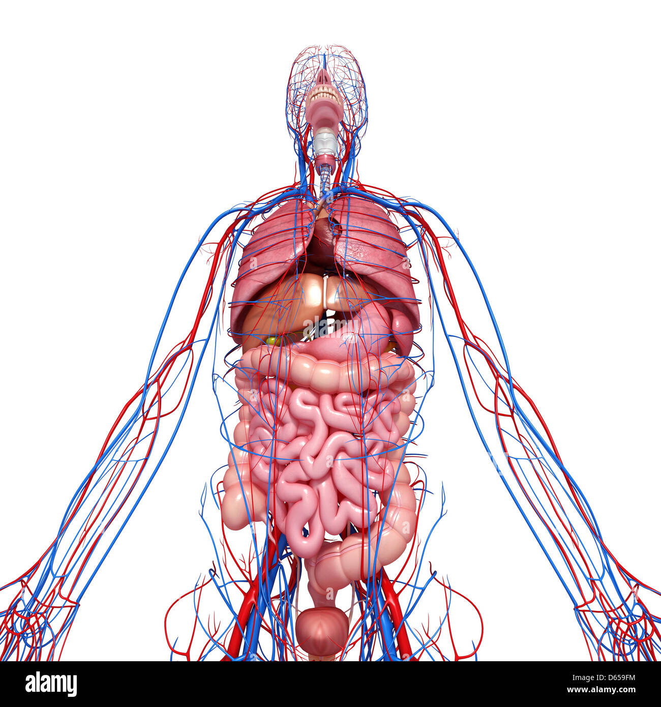 Iliac colon Banque de photographies et d’images à haute résolution - Alamy
