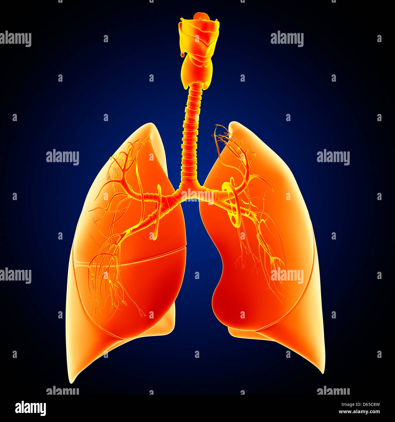 Appareil Respiratoire Anatomie Banque d'image et photos - Alamy