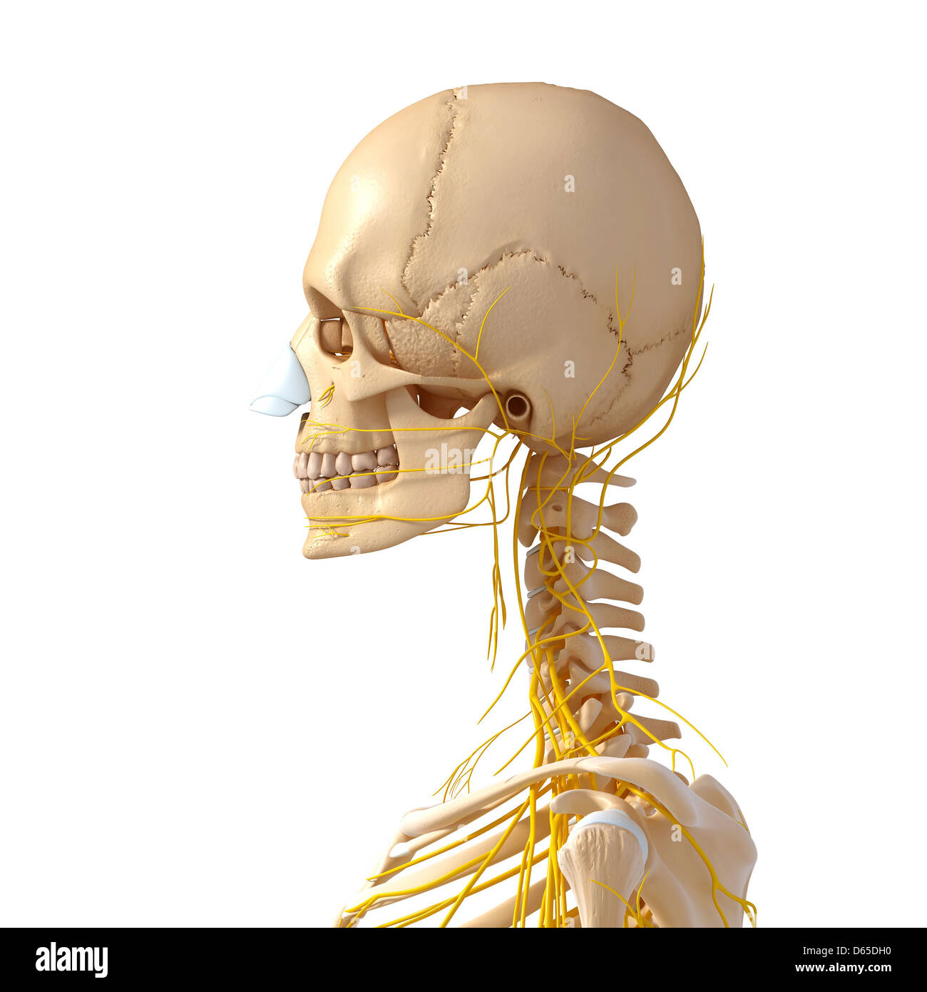 Anatomie cou Banque de photographies et d’images à haute résolution - Alamy