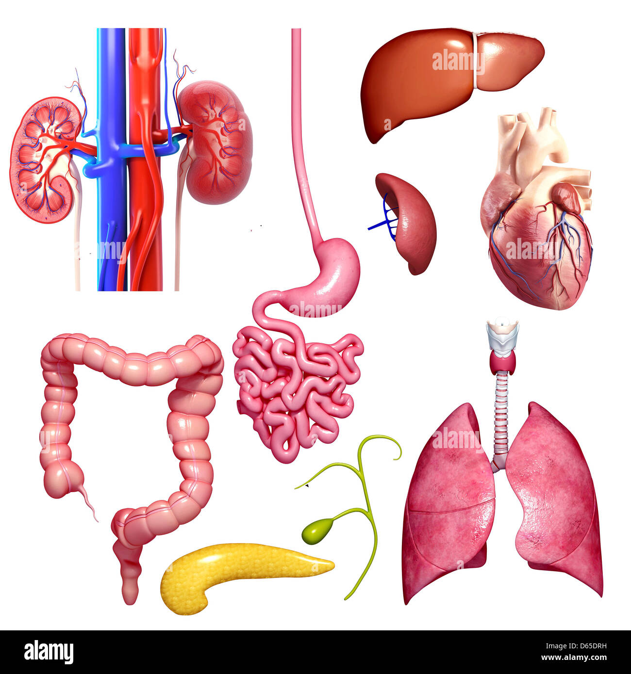 Les organes humains, artwork Photo Stock - Alamy Les organes humains, artwork Photo Stock - Alamy