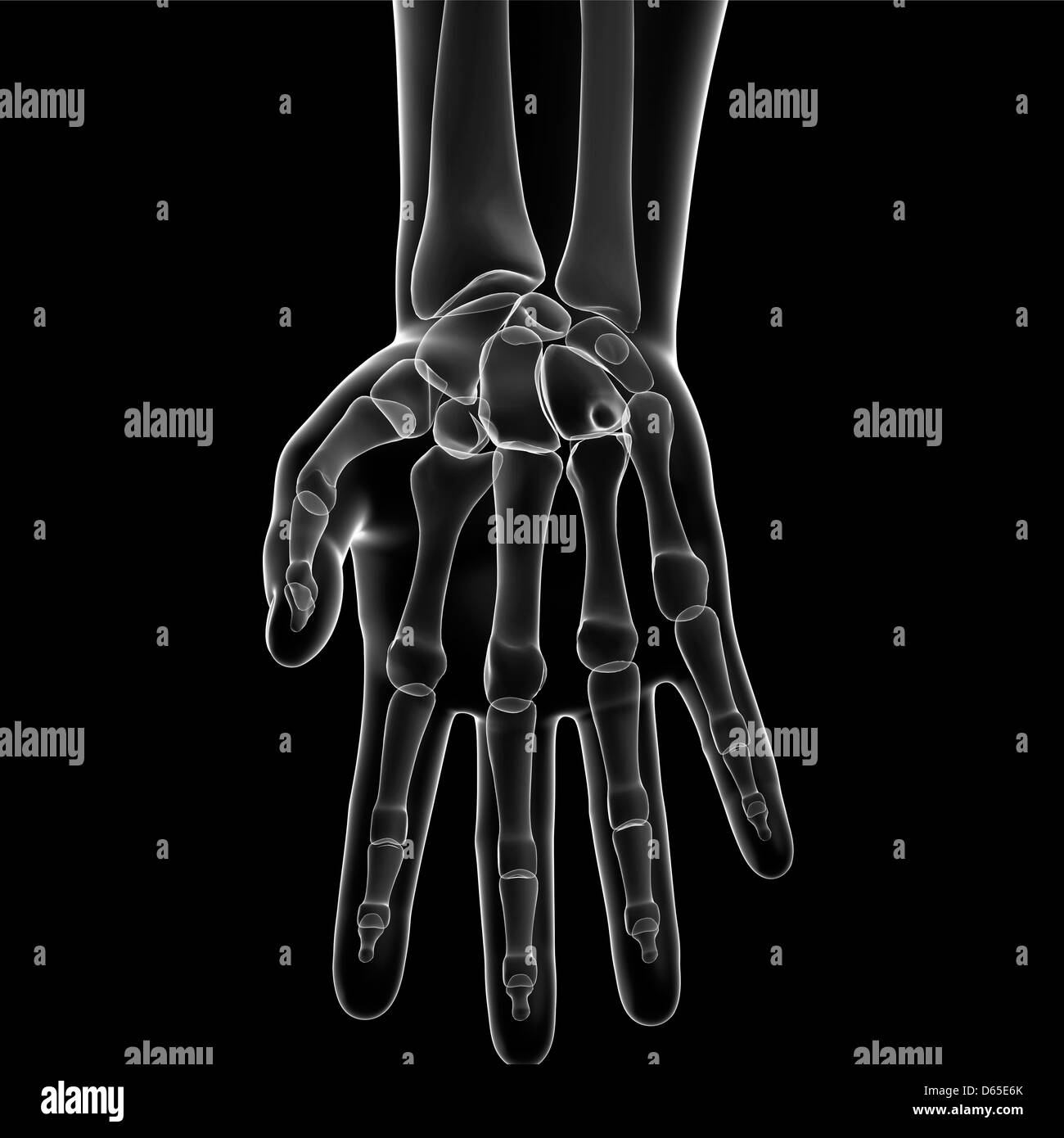 Anatomie du cubitus Banque d'images noir et blanc - Page 2 - Alamy