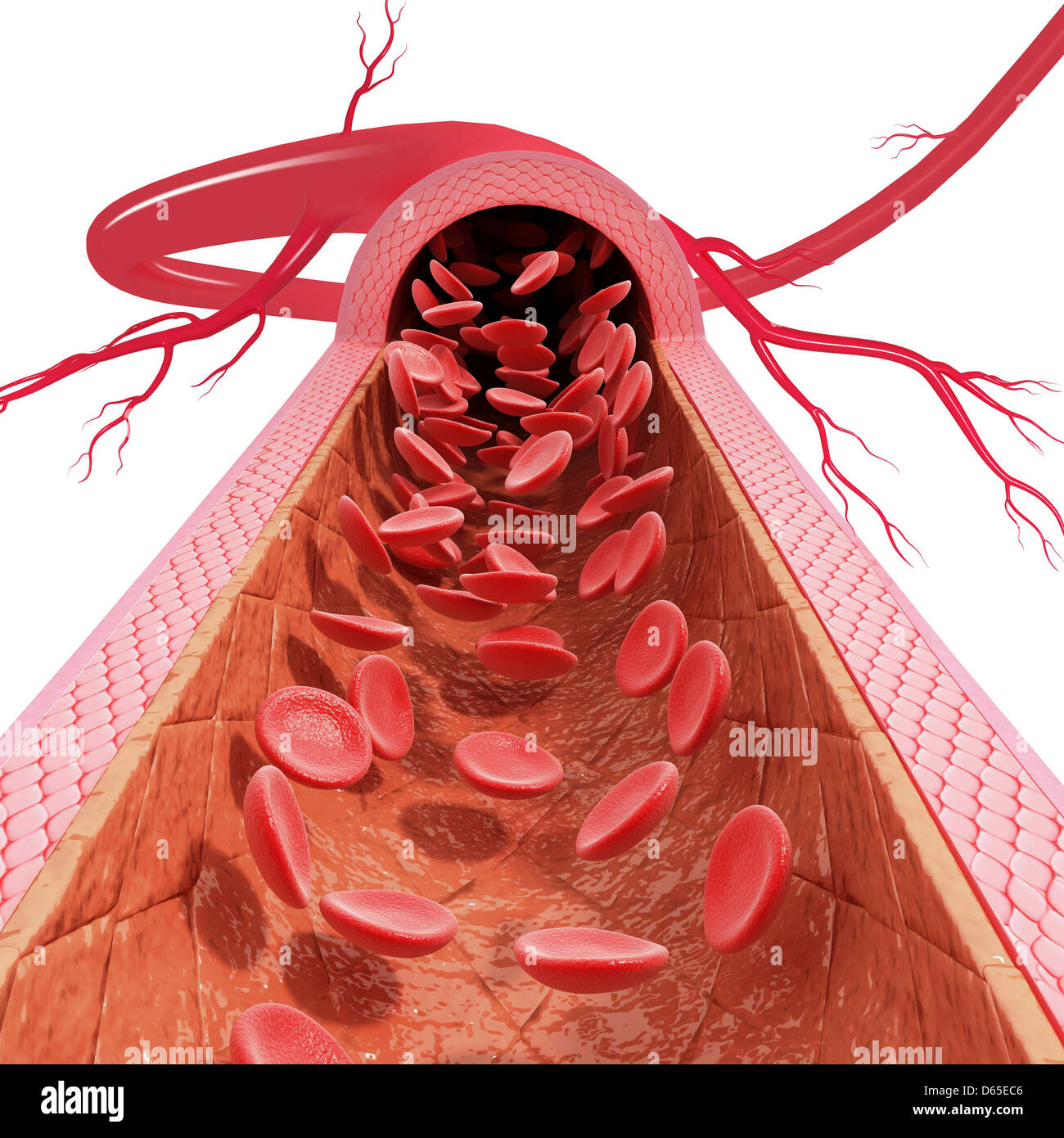 Anatomie Artère Banque d'image et photos - Alamy