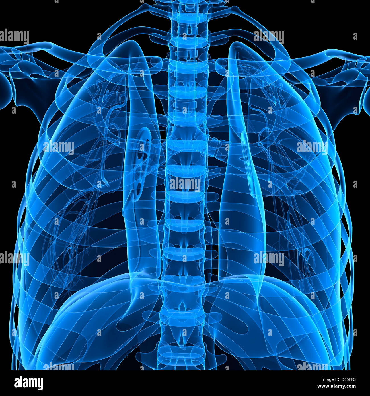 Organe Interne Des Poumons Humains Banque d'image et photos - Alamy