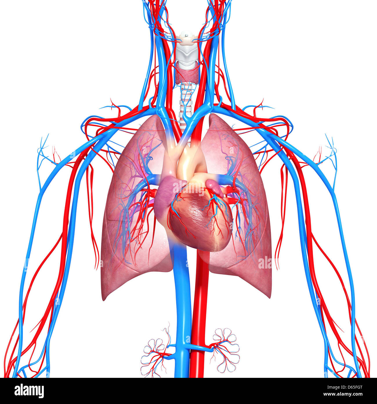 Système cardiovasculaire Banque de photographies et d’images à haute ...