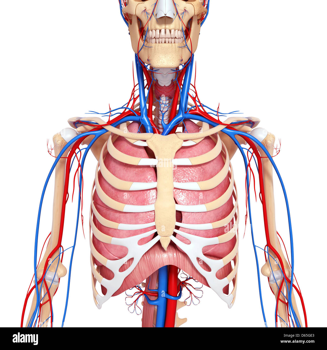 Anatomie du haut du corps Banque de photographies et d’images à haute ...