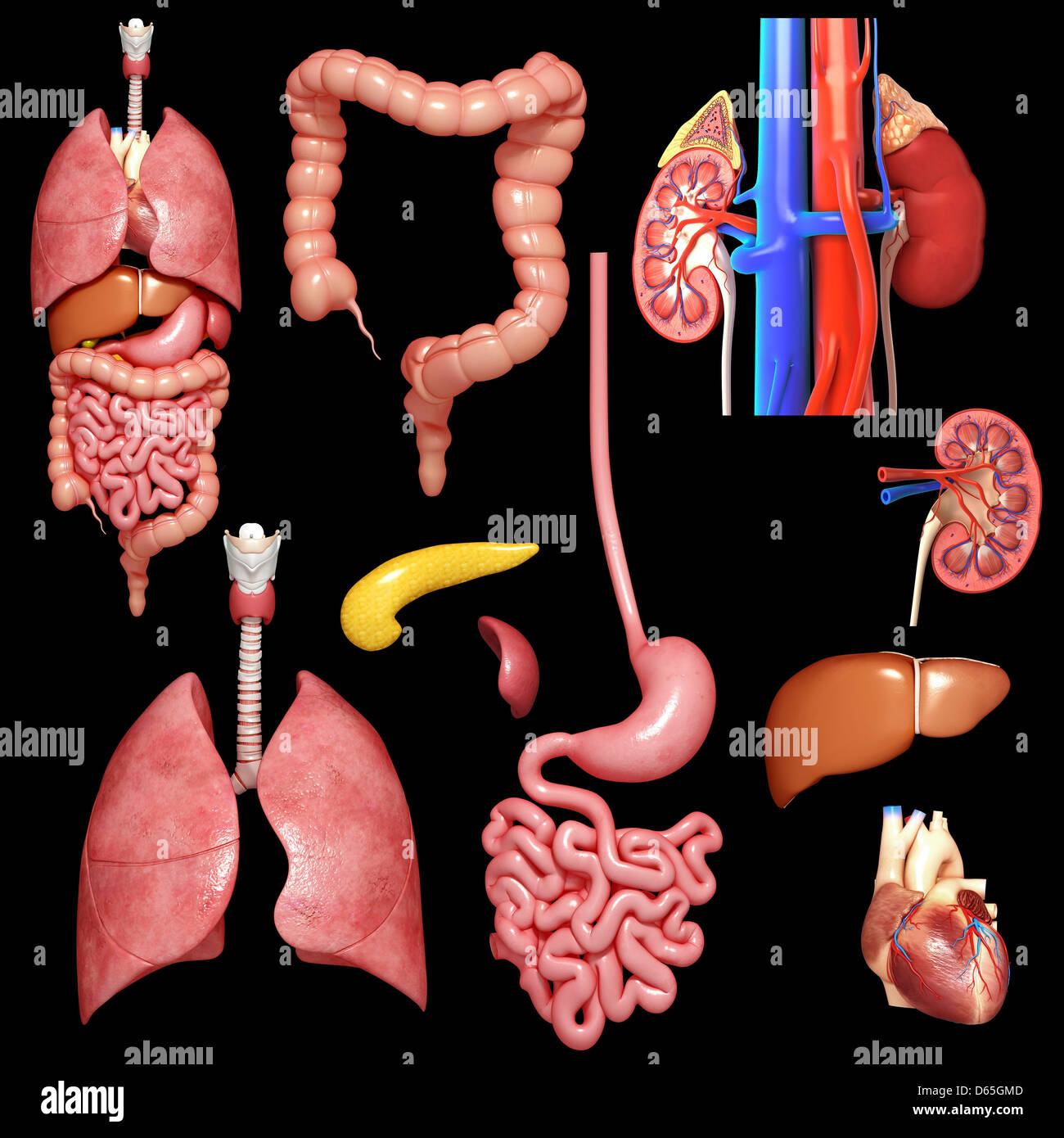 Les organes humains, artwork Photo Stock - Alamy Les organes humains, artwork Photo Stock - Alamy