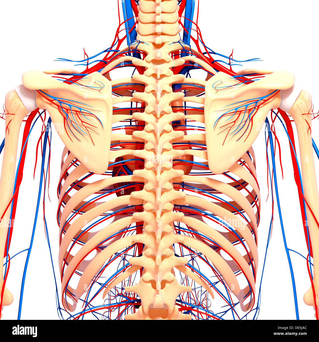 Anatomie du dos Banque de photographies et d’images à haute résolution ...