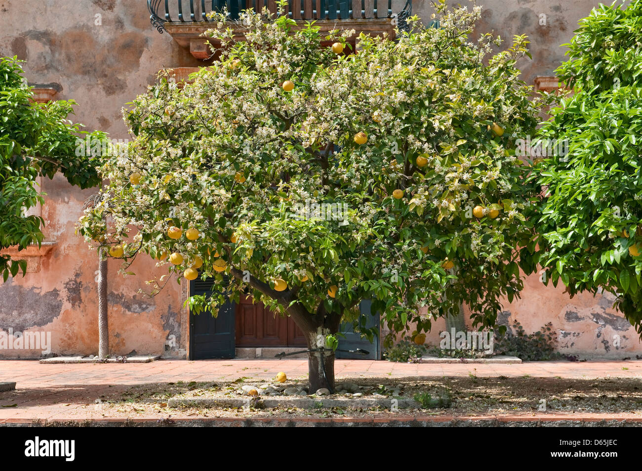 Pamplemousse mûr et fleur poussant ensemble au printemps sur un ...
