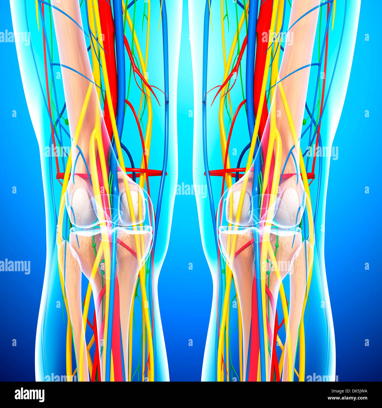 Anatomie du genou, artwork Photo Stock - Alamy