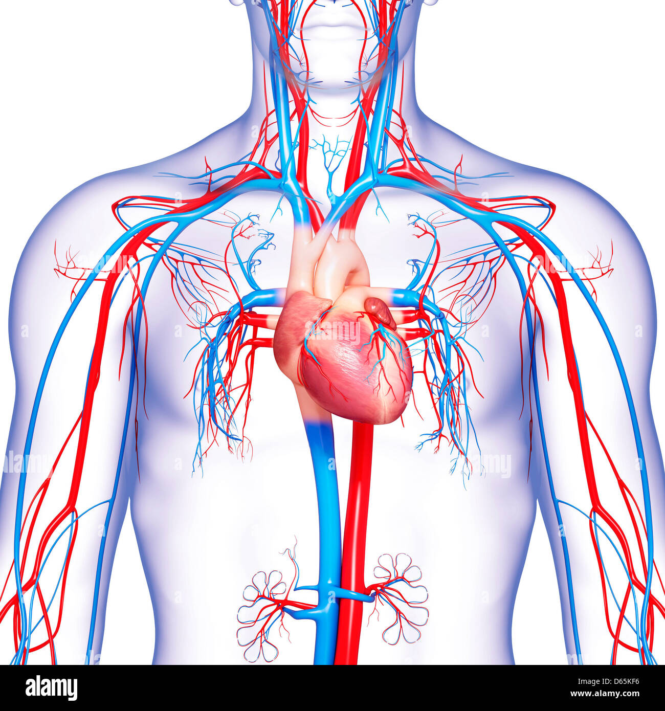 Système cardiovasculaire, artwork Photo Stock - Alamy