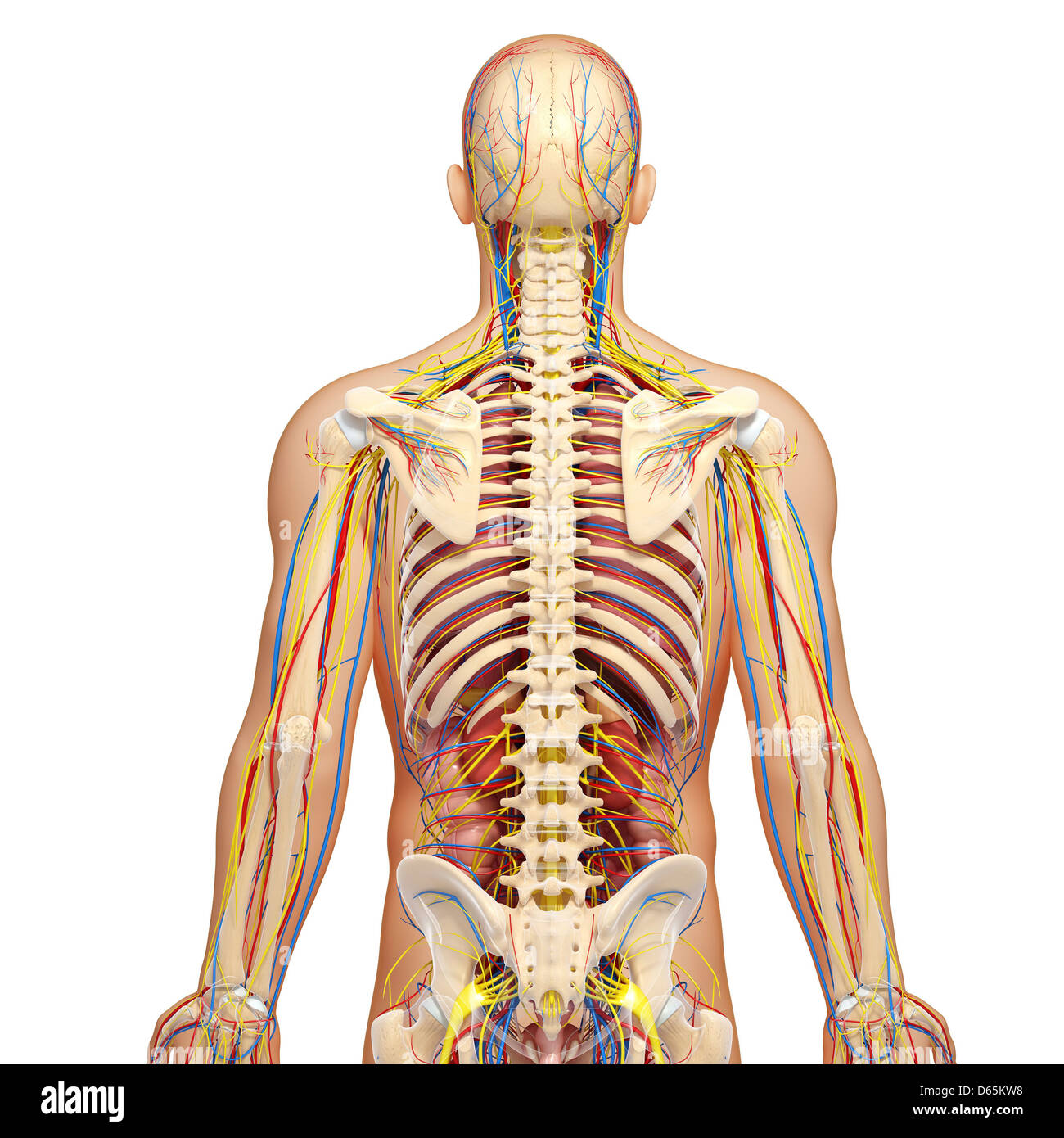 Os du bassin vue posterieure Banque de photographies et d’images à ...